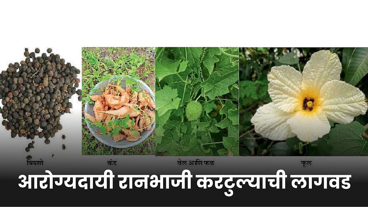 Healthy Vegetable | आरोग्यदायी रानभाजी करटुल्याची लागवड | Cultivation ...
