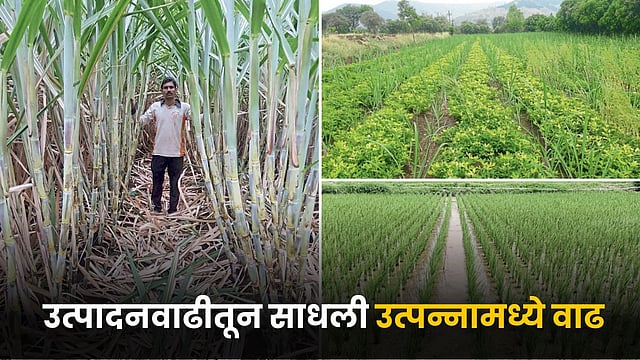 Agrowon - Latest Agriculture News in Marathi | कृषीविषयक बातम्या