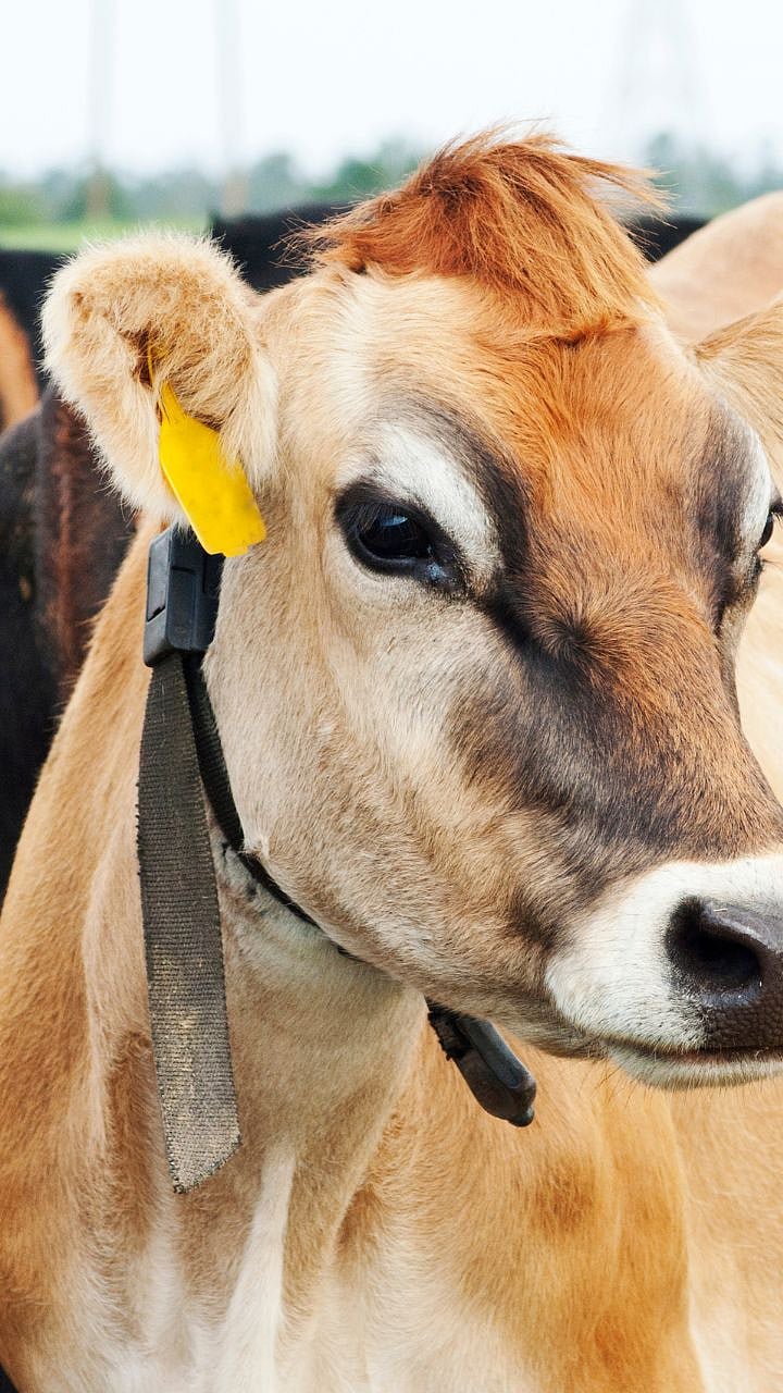 Livestock Tagging : जनावरांना टॅगिंग करण्याचे फायदे|Advantages of ...