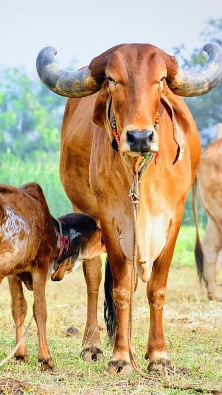 Cow Farming । मोकाट गायी पालनासाठी अनुदान योजना ; दुधालाही मिळणार बोनस ...