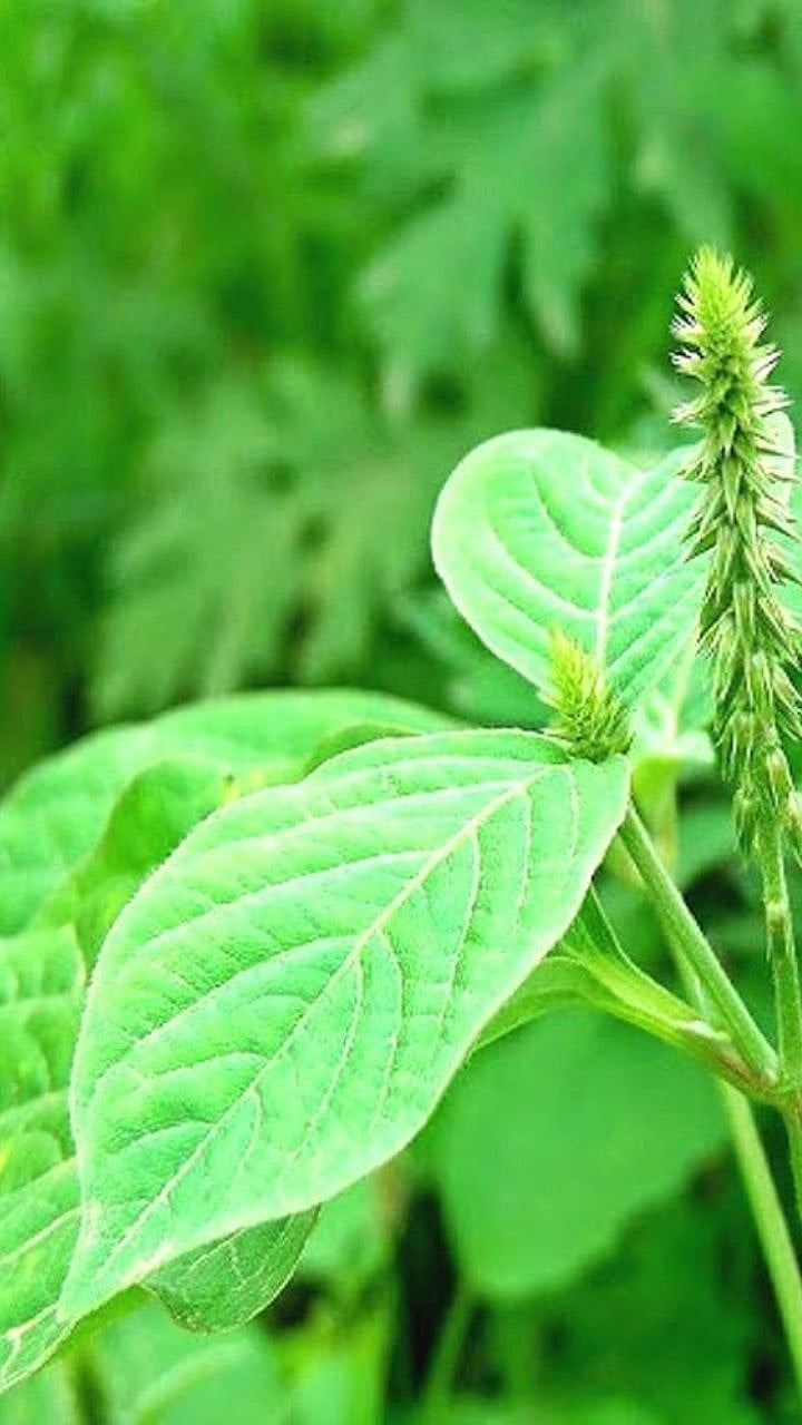 Aghada Leaf : आयुर्वेदात आघाडीला महत्व अनेक आरोग्यवर्धक फायदे|aghada ...