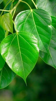 Pimpal Tree Leaf : आयुर्वेदिय महत्व असलेल्या पिंपळाच्या पानांचे ...