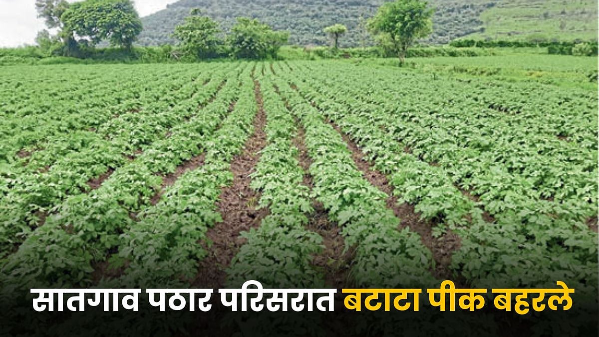 Potato Farming | सातगाव पठार परिसरात बटाटा पीक बहरले | Potato crop ...