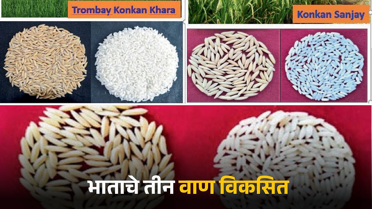 Paddy Variety | कर्जतच्या प्रादेशिक कृषी संशोधन केंद्रातर्फे भाताचे तीन ...