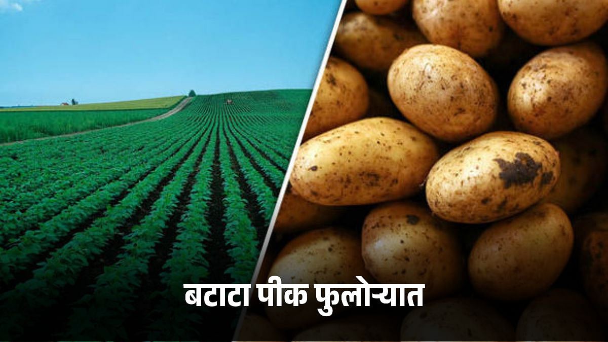 Potato Crop | सातगाव पठार परिसरामधील बटाटा पीक फुलोऱ्यात | Potato crop ...