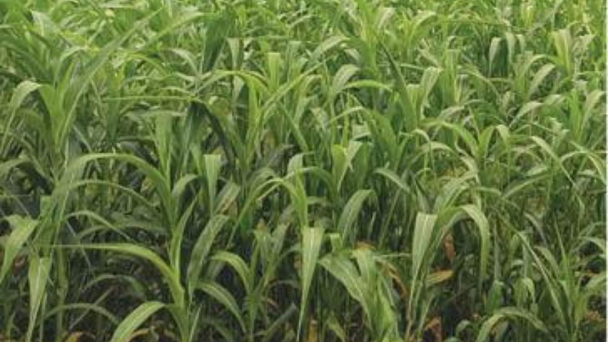 Fodder Cultivation । गायरान जमिनीवर चारा लागवड करा। Cultivate fodder ...