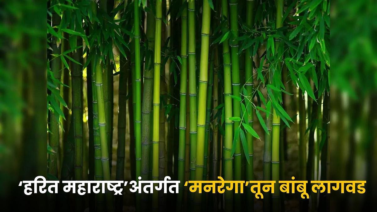 Bamboo Cultivation | ‘हरित महाराष्ट्र’अंतर्गत ‘मनरेगा’तून बांबू लागवड ...