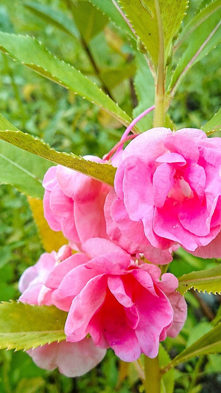 Terda Flower : रानोमाळात बहरली तेरड्याची फुले|Wild Terda flowers bloomed