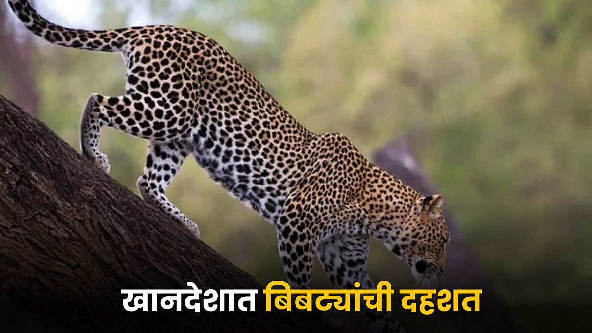 Leopard Threat | खानदेशात सातपुडासह सातमाळा भागात बिबट्यांची दहशत ...