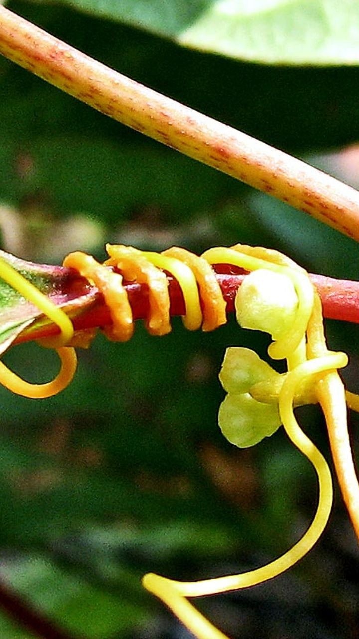 Amarvel Benefits । अमरवेलचे एक से बढकर एक आरोग्याचे फायदे ; जाणून घ्या ...