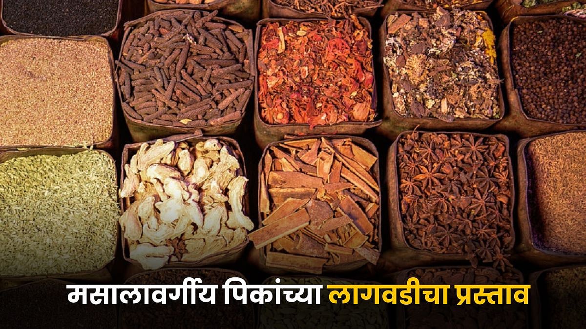Spice Farming | रब्बीत हजार एकरावर मसालावर्गीय पिकांच्या लागवडीचा ...