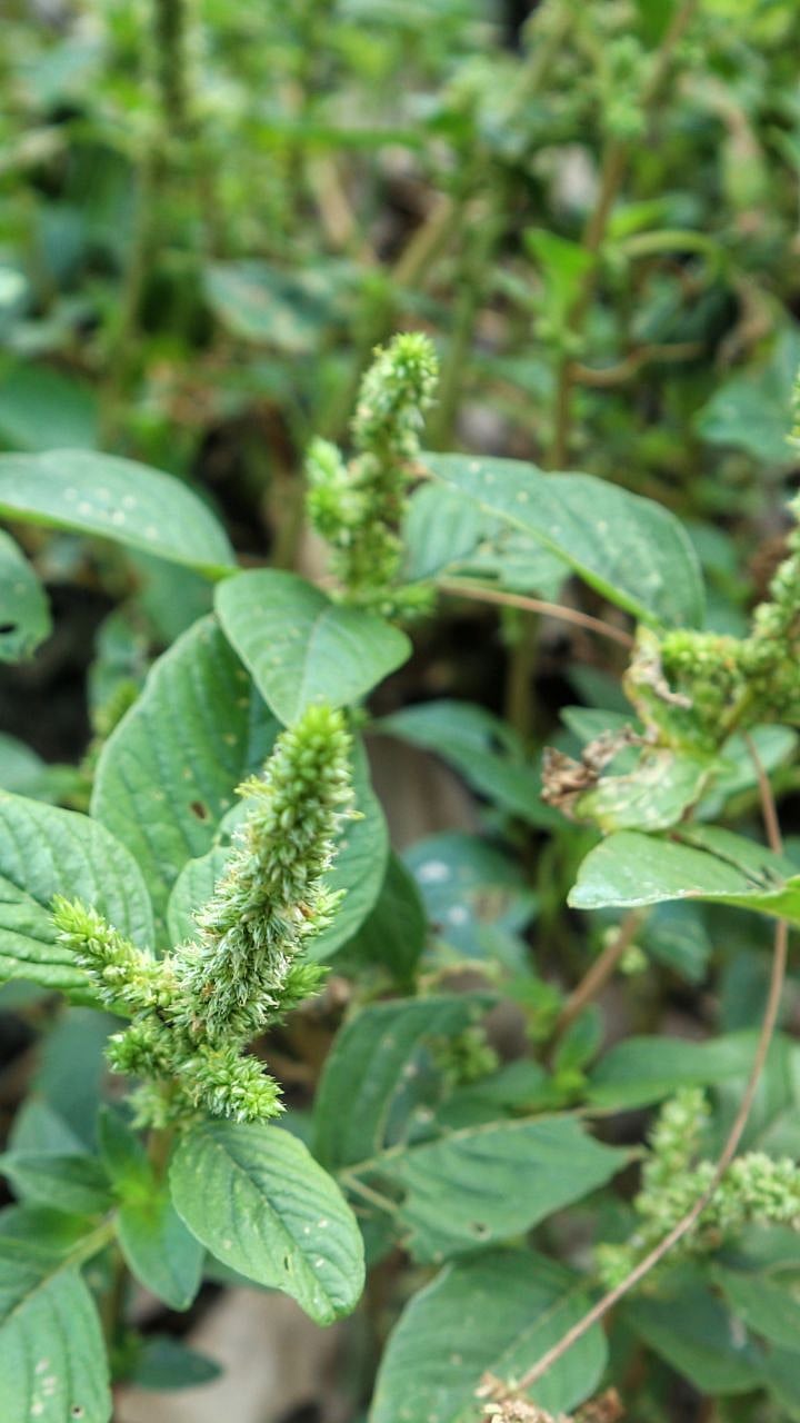 Wild Vegetables : आरोग्यदायी भूक वाढविणारी काटेमाठ रानभाजी|A healthy ...