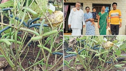 Urad Farming | कोरडवाहू पट्ट्यात उडिदाने दिला कुटुंबाला आधार | Udid has ...