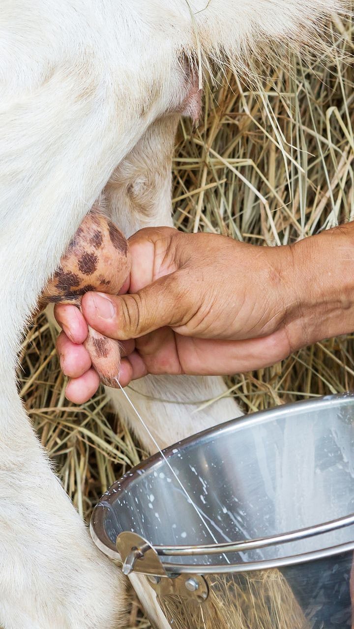 Goat Milk : आरोग्यदायी आणि पचायलाही हलके शेळीचे दूध|Goat milk is ...