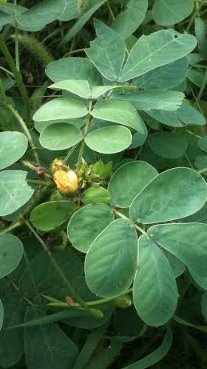 Takala Wild Vegetable : वात, कफदोष कमी करणारी टाकळ्याची भाजी तुम्ही ...
