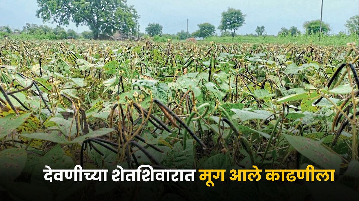 Moong Farming | देवणीच्या शेतशिवारात मूग आले काढणीला | Mung beans are ...