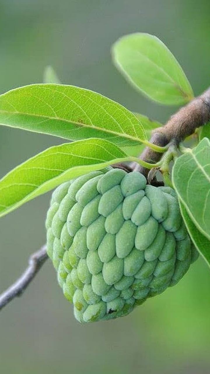 Eating Sitafal : रोज एक सीताफळ खा अन् मिळवा ५ जबरदस्त फायदे|Eat one ...