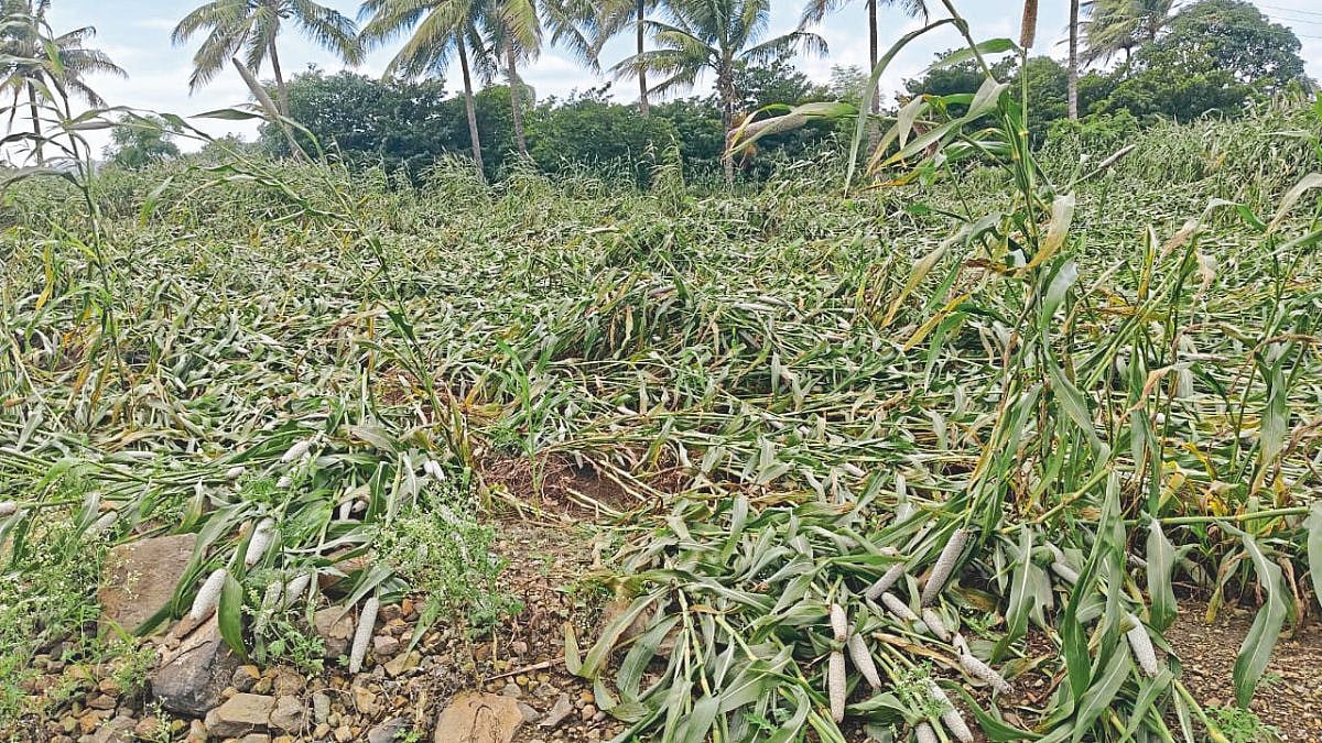 Crop Damage । पाऊस, वाऱ्यामुळे बाजरी पिकाचे नुकसान । Bajari Crop Damage ...