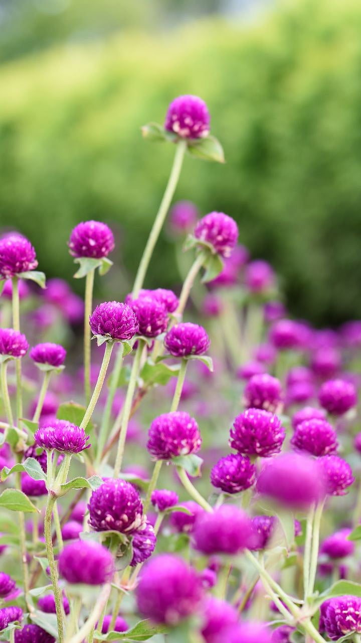 Button Flower Farming : सजावट, हार, तोरणासाठी लागणाऱ्या बटण फुलांची ...