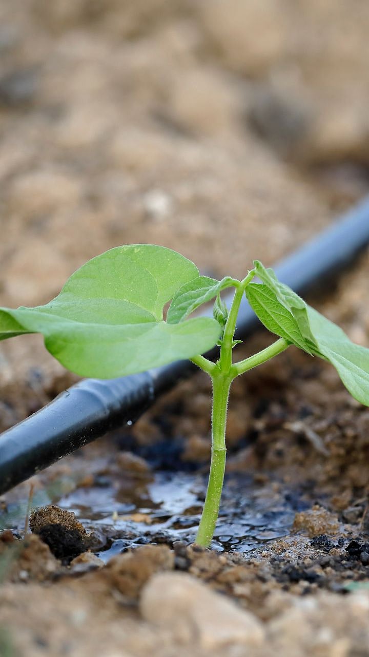 Fertigation : विद्राव्य खत वापरा होतील फायदेच फायदे|The benefits of ...