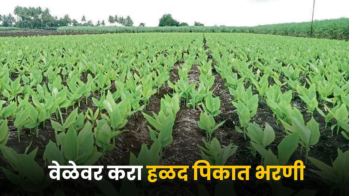 Turmeric Farming | वेळेवर करा हळद पिकात भरणी | Fill in the turmeric ...
