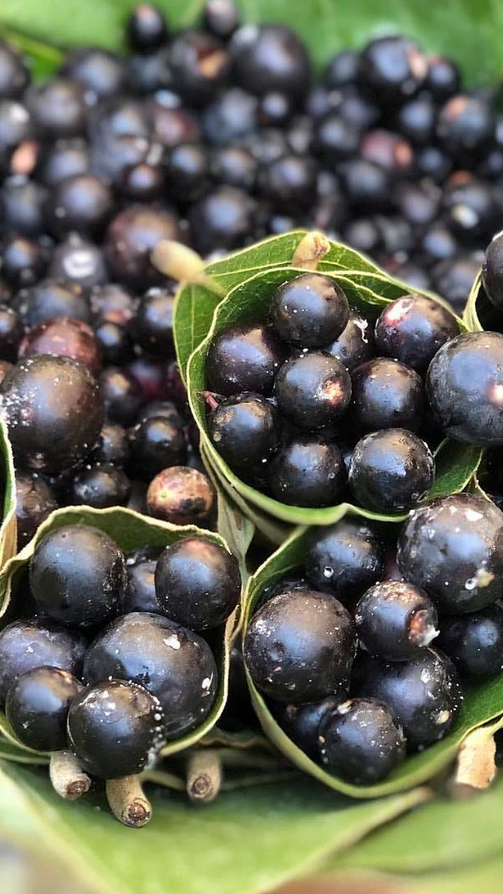 Karvand Health Benefits : अशक्तपणा त्वचेच्या विकारावर गुणकारी करवंद ...