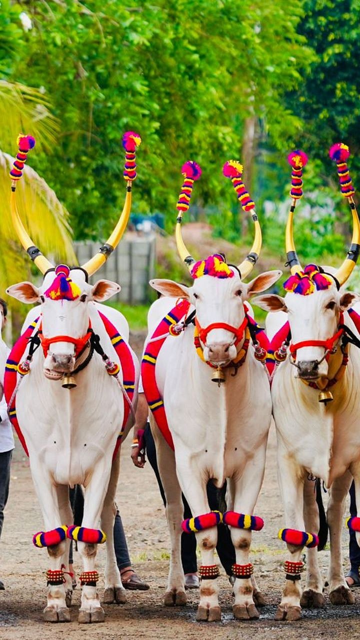 Bail Pola 2024 : पोळा आनंदी, उत्साही होण्यासाठी अशी घ्या सर्जा, राजाची ...