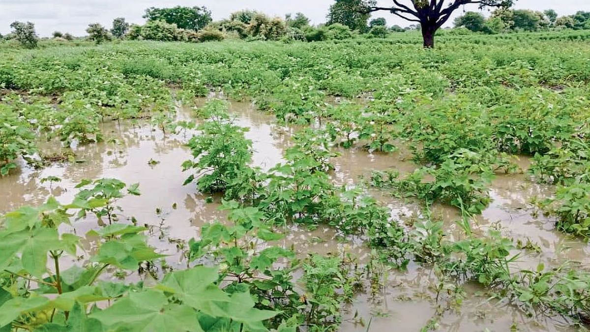 Nanded Heavy Rain । नांदेडला पाच तालुक्यांसह २६ मंडलांत अतिवृष्टी ...