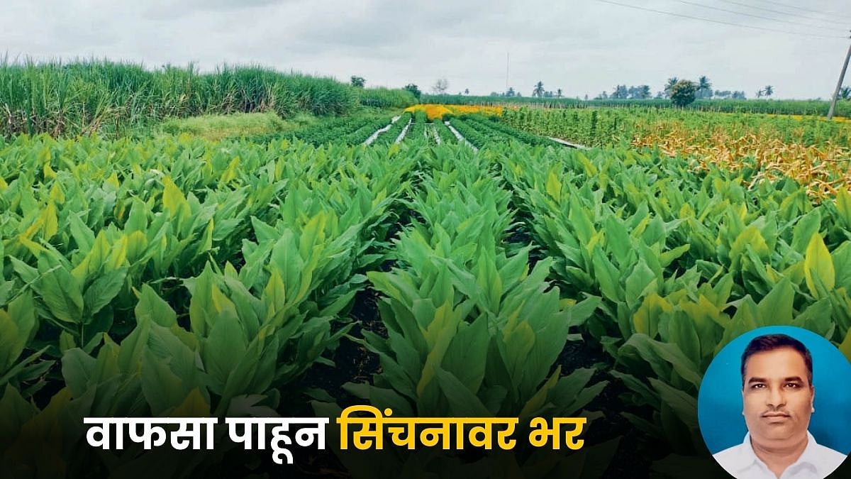 Turmeric Farming Management | वाफसा पाहून सिंचनावर भर | Focus on ...