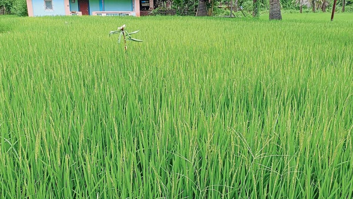 Paddy Crop । पावसाच्या सरींनी हिरवी भातपिके डोलू लागली । paddy fields ...