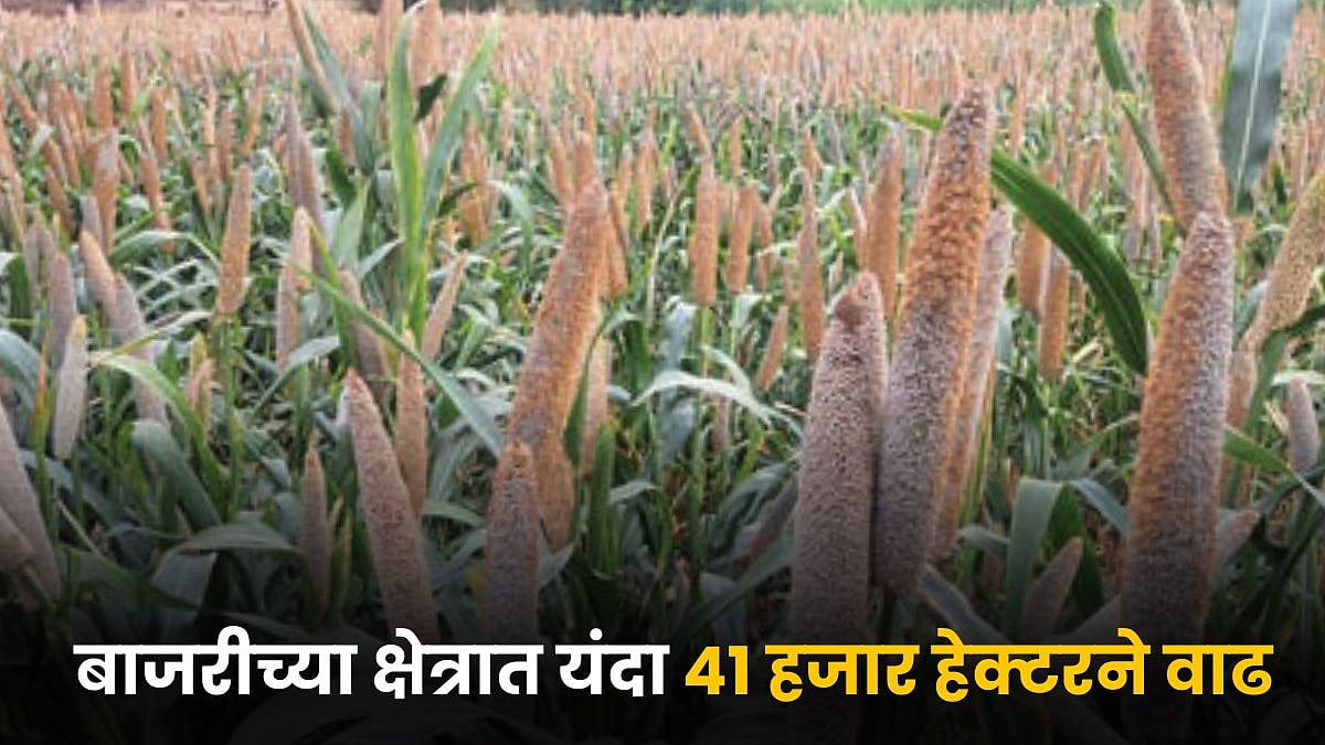 Bajari Sowing | बाजरीच्या क्षेत्रात यंदा ४१ हजार हेक्टरने वाढ | This ...