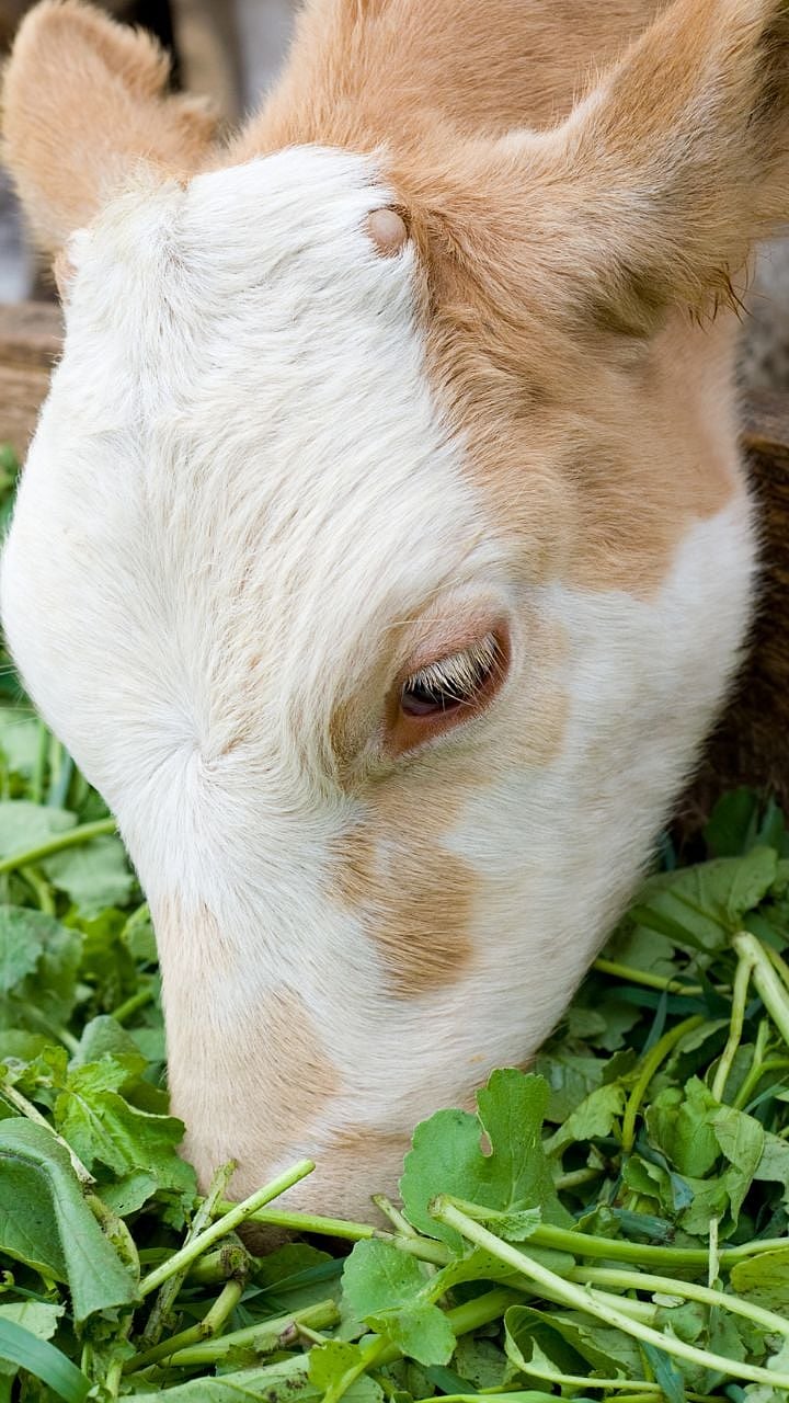 Fodder Management : असा करा चाऱ्याचा काटेकोर वापर |Animal Fodder Management