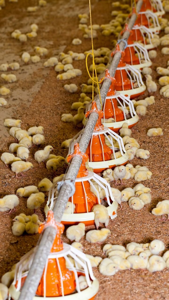 Poultry Management : हिवाळ्यात असं जपा कोंबड्यांना| How to take care of ...