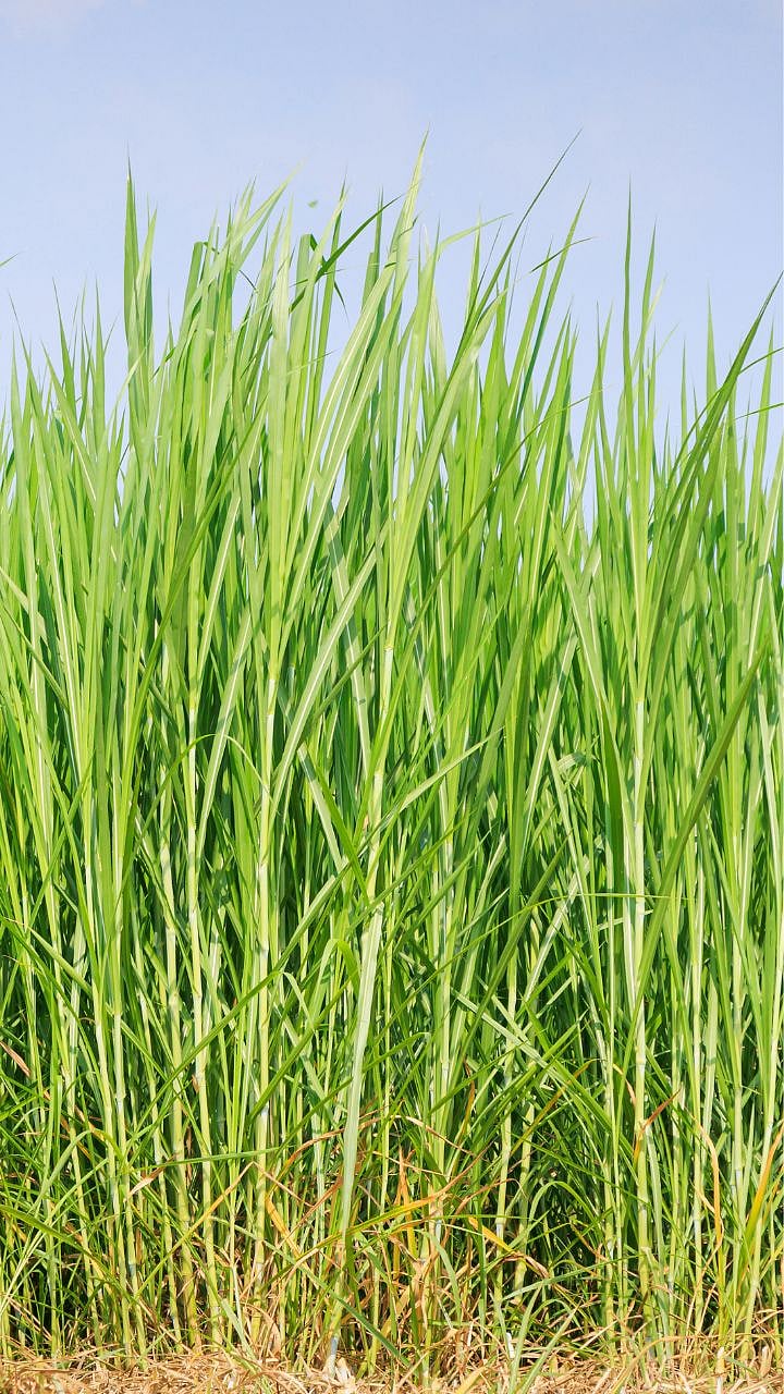 Hybrid Napier Grass : वर्षाला ६ ते ७ कापण्या देणारं संकरित नेपियर ...