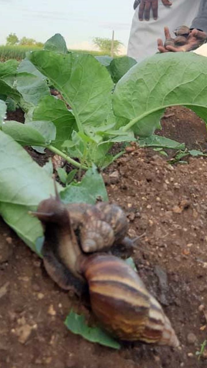 Snail Control : असा करा गोगलगायींचा नायनाट|Prevention of snail Infestation
