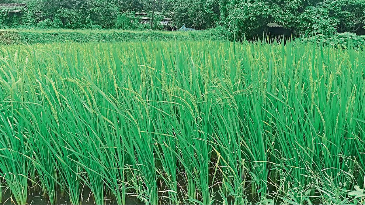 Paddy Crop । पालघर जिल्ह्यात हळवे भातपीक बहरले । paddy crop flourished ...