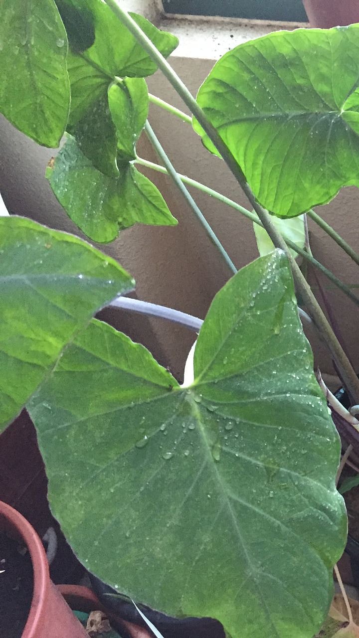 Alu Leaves Benefits: आळूचे पानांचे जबरदस्त फायदे; आरोग्य राहिल निरोगी ...