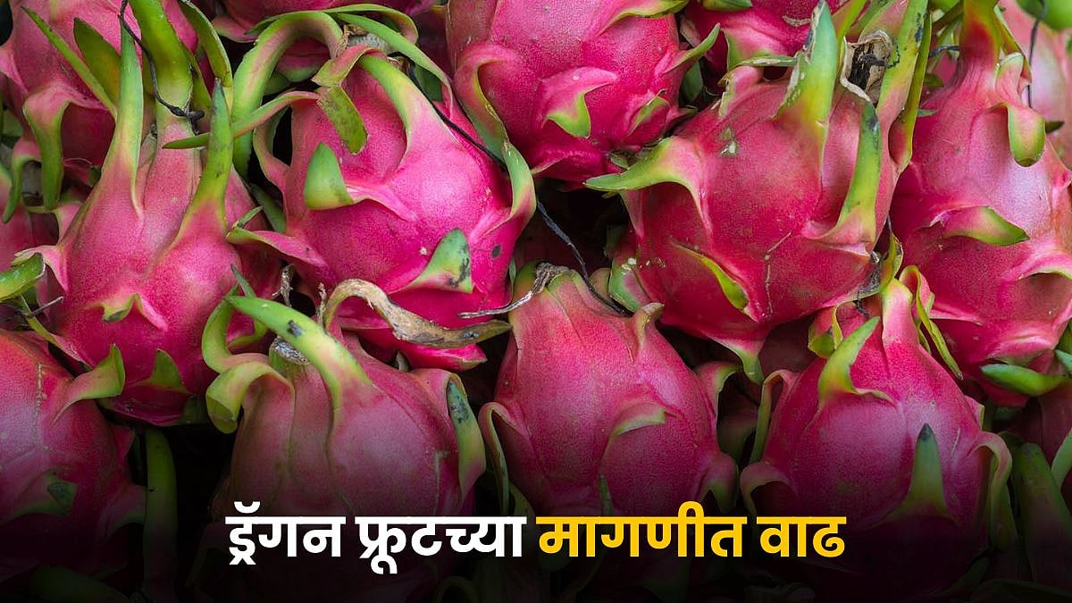 Dragon Fruit | ड्रॅगन फ्रूटच्या मागणीत वाढ | Increase in demand for ...