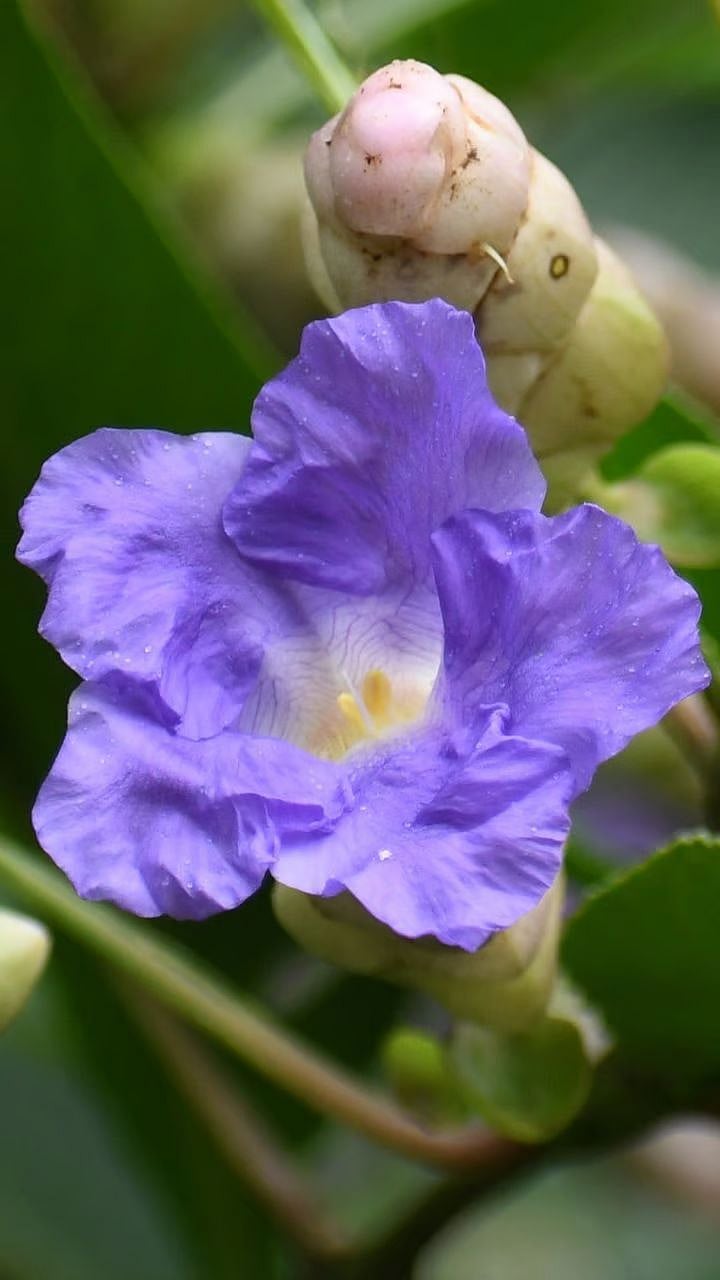 Karvi Flower|जनावरांच्या लाळखुरकत आजारावर प्रभावी आहेत कारवी फुलं ...