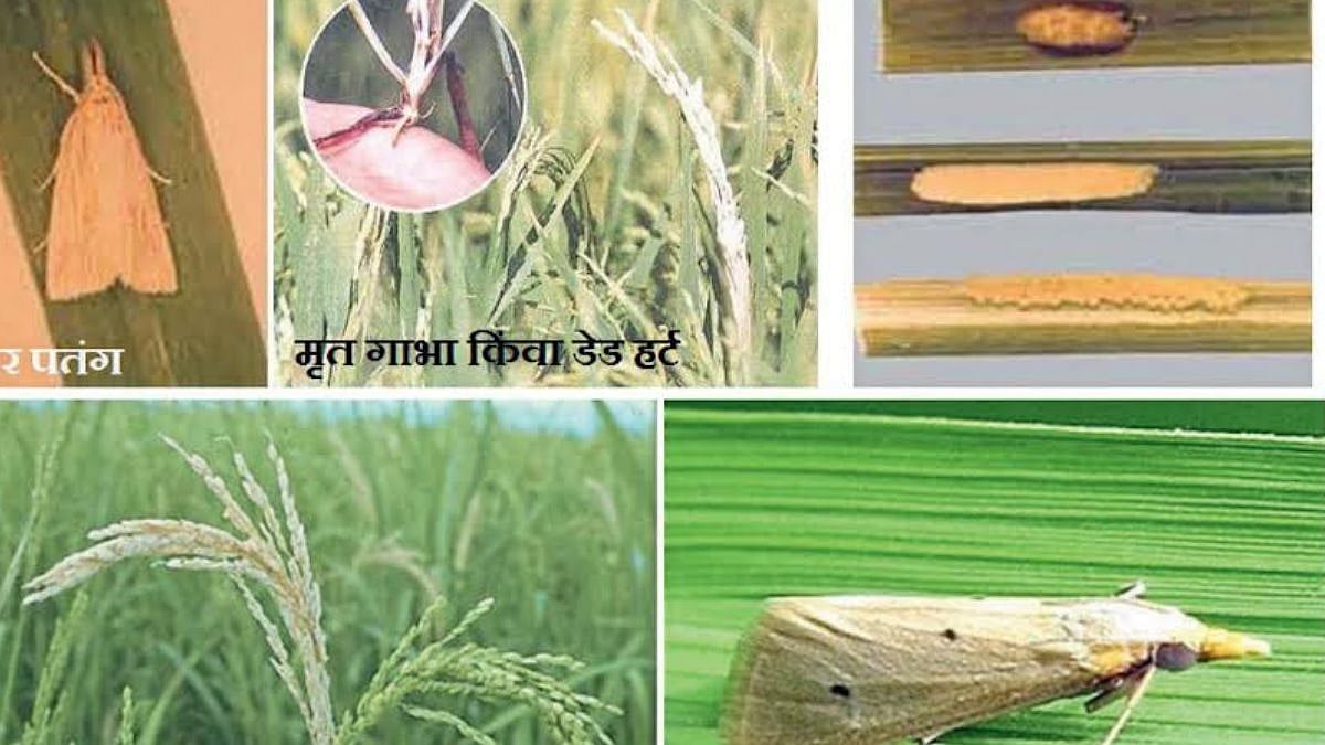 Paddy Pest Management । भातावरील खोडकिडीचे व्यवस्थापन । Pest Management ...