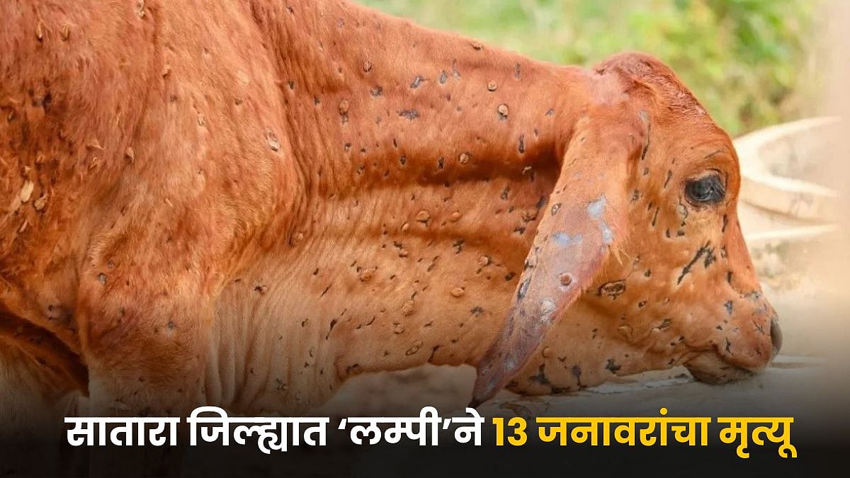 Lumpy Skin Disease | सातारा जिल्ह्यात ‘लम्पी’ने १३ जनावरांचा मृत्यू ...
