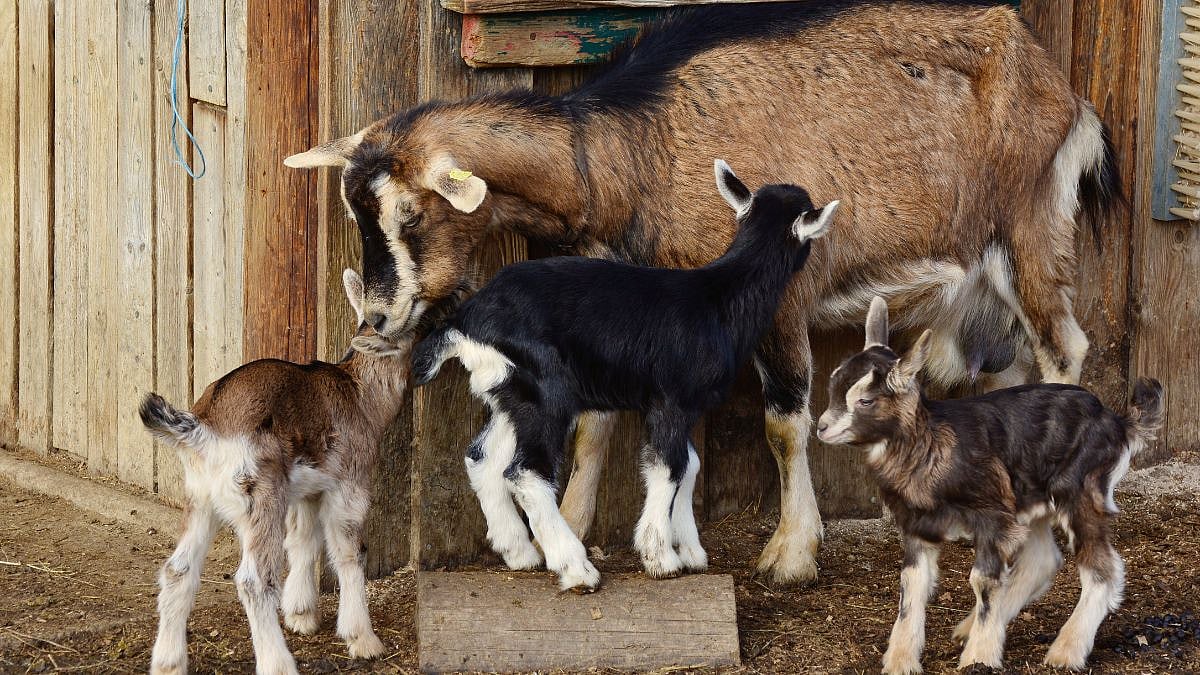 Goat Kid Management : जास्त दूध शेळीच्या करडांसाठी ठरु शकते घातक? |Can ...