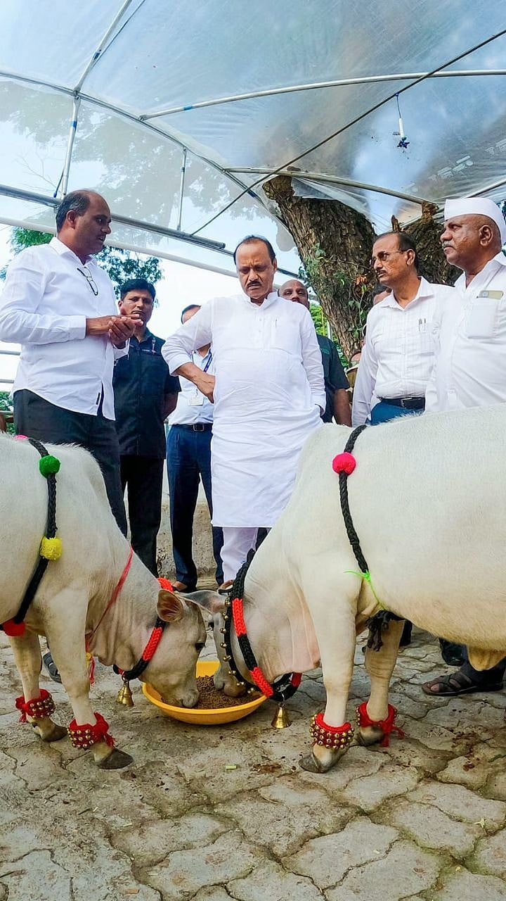 Pungnur Cow । अजित पवार रमले पुंगनूर गायींच्या सानिध्यात । Ajit Pawar's ...