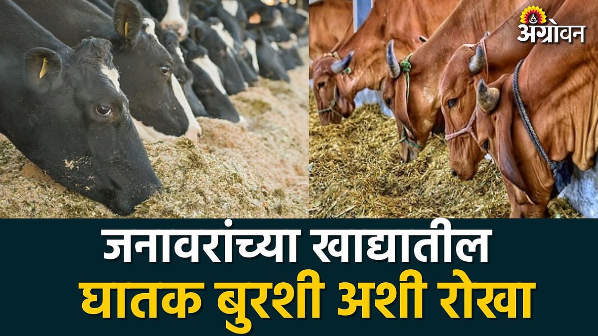 Animal Feed Fungus: जनावरांना बुरशीयुक्त खाद्य देणं धोकादायक