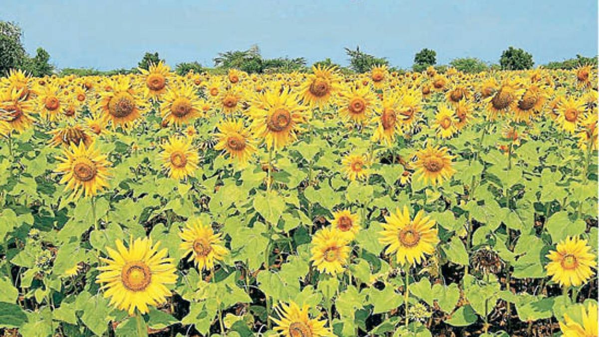 Sunflower Sowing । पुणे विभागात आठ हजार हेक्टरवर सूर्यफुलाची लागवड ...