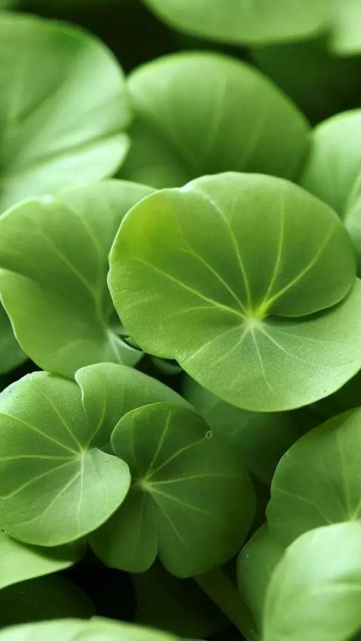 Watercress Vegetable|पाण्यात उगवणारी वस्पती आहे पोषक तत्वांचे 'पॉवरहाऊस ...