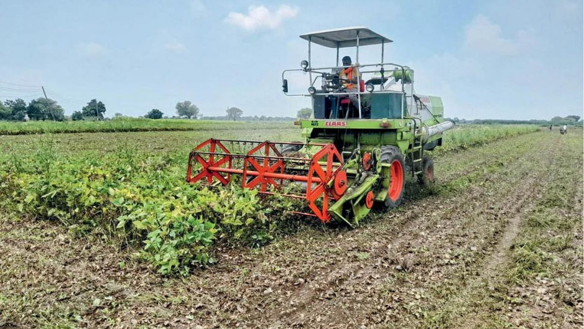 Urad Threshing । उडीद, मूग मळणीत पावसाने अडथळे । Udid, Moong threshing ...