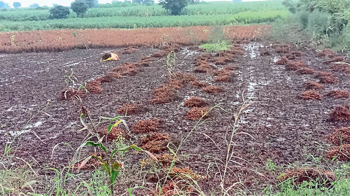Crop Damage । हातातोंडाशी आलेला घास निसर्गाने हिरावला । Crop Damage Due ...