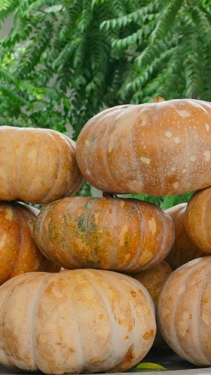 Pumpkin Benefits : भोपळा भाजी खाण्याचे ५ आरोग्यदायी फायदे माहिती आहेत ...