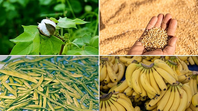 Agrowon - Latest Agriculture News in Marathi | कृषीविषयक बातम्या